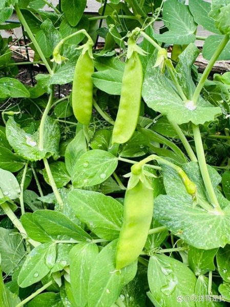 雪豆百科是什么_雪豆百科怎么用-第1张图片-山城妙识