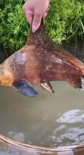 胭脂鱼怎么养_胭脂鱼能长多大-第1张图片-山城妙识