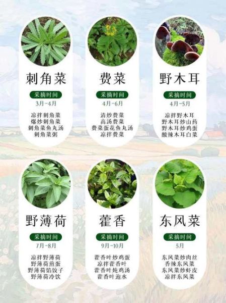 常吃野菜有哪些好处_野菜图片怎么辨认-第3张图片-山城妙识