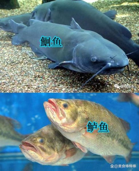 鮰鱼和鲶鱼的区别图片_怎么分辨鮰鱼还是鲶鱼-第3张图片-山城妙识