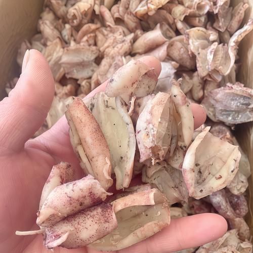 海兔子怎么处理干净_海兔子内脏怎么去除-第3张图片-山城妙识