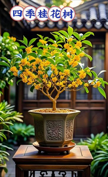 金桂飘香是什么意思_金桂飘香形容什么季节-第3张图片-山城妙识