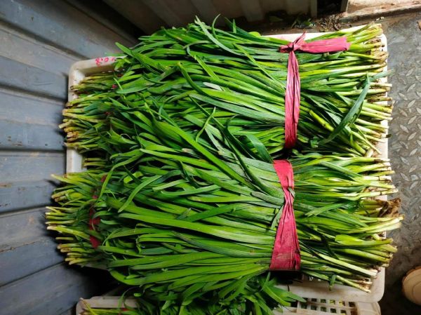 韭菜图片大全图片真实_韭菜怎么分辨真假-第2张图片-山城妙识