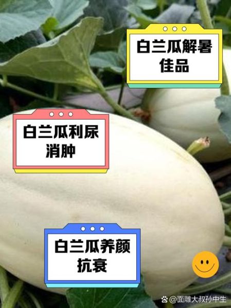 白兰瓜多少钱一斤_白兰瓜价格走势-第2张图片-山城妙识 白兰瓜多少钱一斤_白兰瓜价格走势-第2张图片-山城妙识