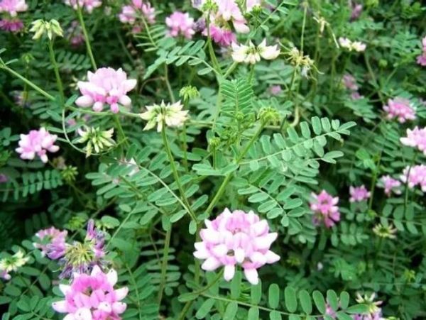 马蹄金怎么养_马蹄金草籽多久发芽-第2张图片-山城妙识