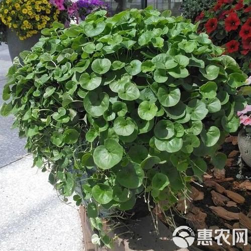 马蹄金怎么养_马蹄金草籽多久发芽-第3张图片-山城妙识