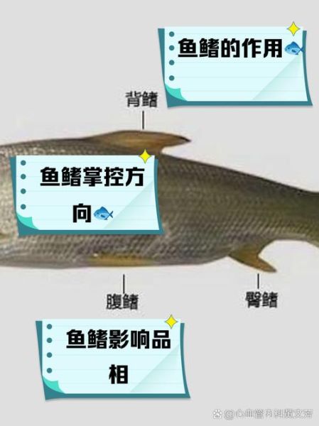 鳍怎么读_鳍的组词有哪些-第2张图片-山城妙识