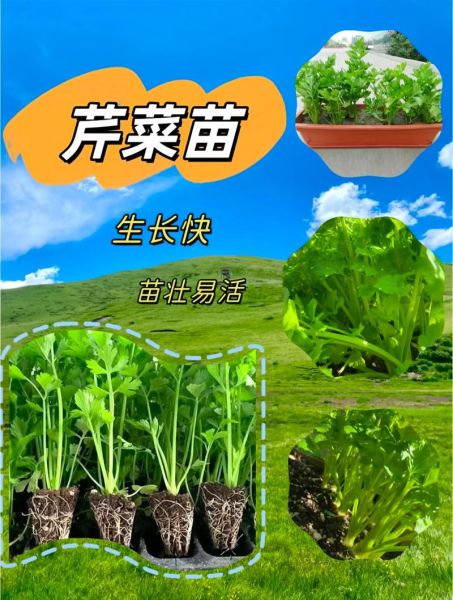 芹菜怎么施肥_芹菜种植技术与管理-第3张图片-山城妙识