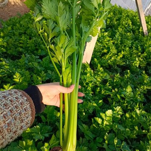 芹菜怎么施肥_芹菜种植技术与管理-第2张图片-山城妙识