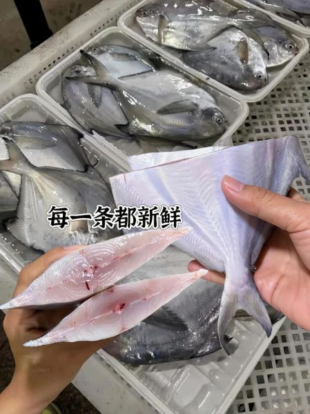 海鲳鱼多少钱一斤_海鲳鱼价格行情-第2张图片-山城妙识
