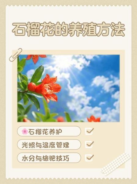 石榴花怎么养_石榴花的花语是什么-第1张图片-山城妙识