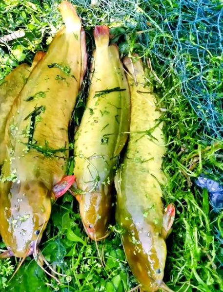 塘角鱼养殖新法_如何提高成活率-第1张图片-山城妙识