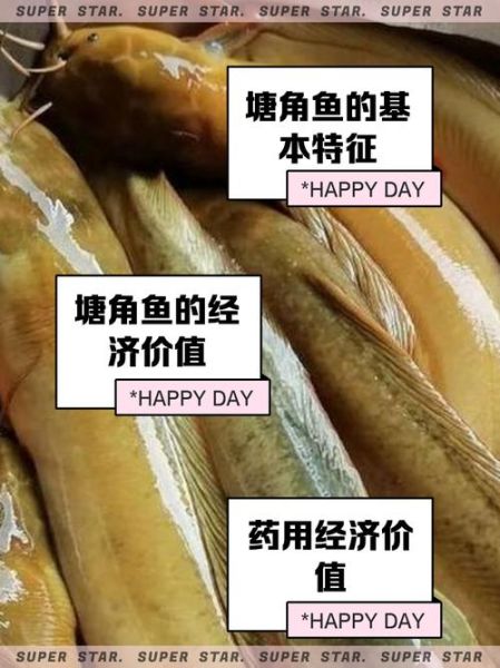 塘角鱼养殖新法_如何提高成活率-第2张图片-山城妙识