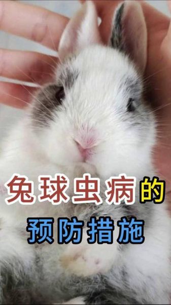 兔子怎么养_兔子日常护理技巧-第2张图片-山城妙识
