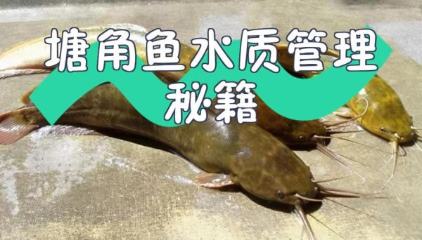 塘角鱼养殖新法_如何提高成活率-第3张图片-山城妙识