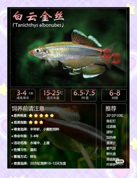 金丝鱼多少钱一斤_金丝鱼价格为什么波动大-第1张图片-山城妙识