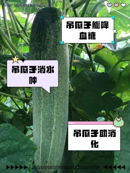 吊瓜的功效与作用_吊瓜的禁忌有哪些-第1张图片-山城妙识