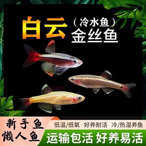 金丝鱼多少钱一斤_金丝鱼价格为什么波动大-第3张图片-山城妙识