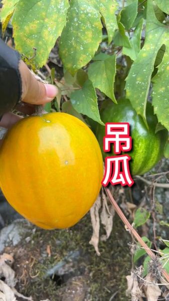 吊瓜的功效与作用_吊瓜的禁忌有哪些-第3张图片-山城妙识