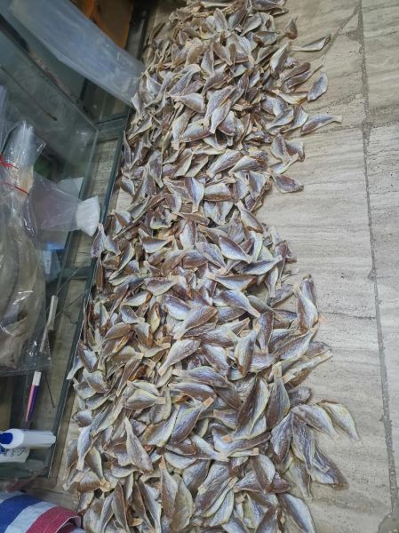 金丝鱼多少钱一斤_金丝鱼价格为什么波动大-第2张图片-山城妙识