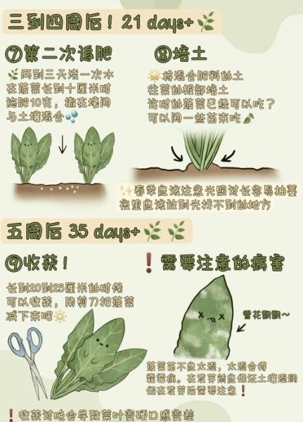 菠菜苗和菠菜的区别_菠菜苗可以当菠菜吃吗-第1张图片-山城妙识