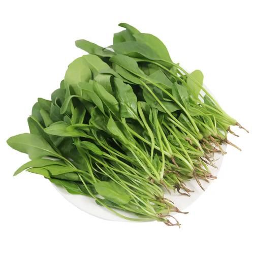 菠菜苗和菠菜的区别_菠菜苗可以当菠菜吃吗-第2张图片-山城妙识