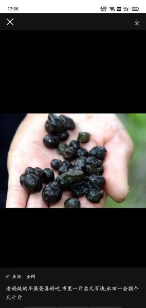 扇贝里面的黑色像屎能吃吗_怎么处理才安全-第3张图片-山城妙识