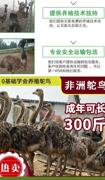 私人养鸵鸟犯法吗_鸵鸟养殖需要什么手续-第1张图片-山城妙识