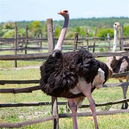 私人养鸵鸟犯法吗_鸵鸟养殖需要什么手续-第3张图片-山城妙识