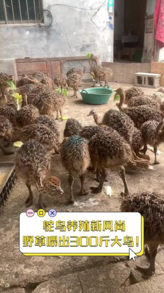 私人养鸵鸟犯法吗_鸵鸟养殖需要什么手续-第2张图片-山城妙识