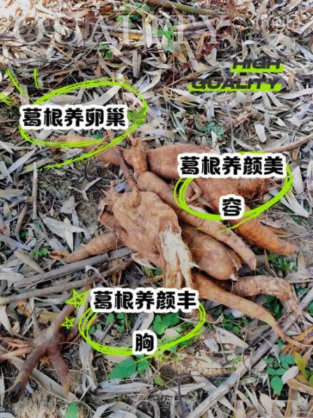葛根的功效与作用及禁忌_葛根怎么吃效果最好-第3张图片-山城妙识