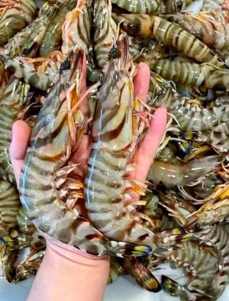 九节虾怎么挑选_九节虾和基围虾区别-第3张图片-山城妙识