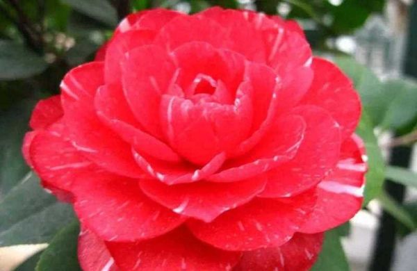 花图片大全鲜花_如何挑选高清花卉壁纸-第3张图片-山城妙识 花图片大全鲜花_如何挑选高清花卉壁纸-第3张图片-山城妙识