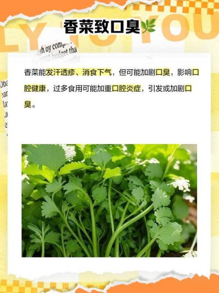 香菜吃多了有什么危害_香菜过敏症状有哪些-第1张图片-山城妙识 香菜吃多了有什么危害_香菜过敏症状有哪些-第1张图片-山城妙识