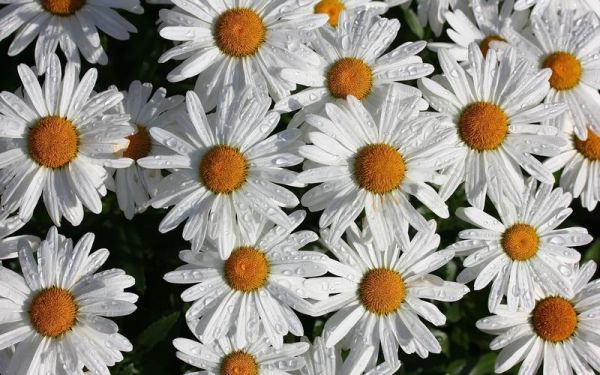 花图片大全鲜花_如何挑选高清花卉壁纸-第2张图片-山城妙识 花图片大全鲜花_如何挑选高清花卉壁纸-第2张图片-山城妙识