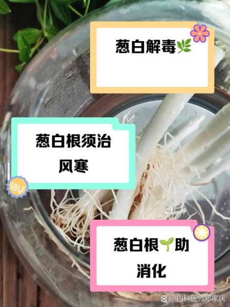 大葱根的功效与作用_大葱根煮水有什么好处-第1张图片-山城妙识