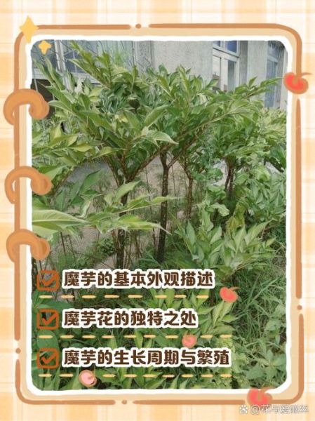 魔芋长什么样子_魔芋外形特征图解-第1张图片-山城妙识