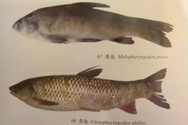 青鱼和草鱼是一种鱼吗_青鱼草鱼区别在哪-第3张图片-山城妙识