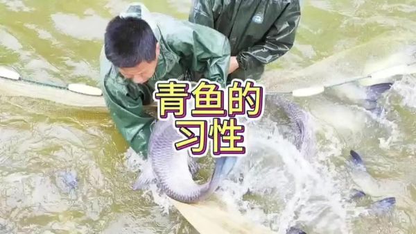 青鱼和草鱼是一种鱼吗_青鱼草鱼区别在哪-第2张图片-山城妙识