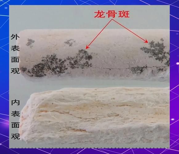 龙骨是什么部位的骨头_龙骨是脊椎吗-第2张图片-山城妙识