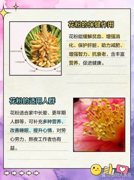 花粉的正确吃法_花粉一天吃多少合适-第2张图片-山城妙识