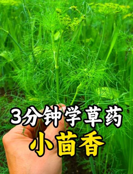 小茴香泡水喝的功效_小茴香泡水可以天天喝吗-第2张图片-山城妙识 小茴香泡水喝的功效_小茴香泡水可以天天喝吗-第2张图片-山城妙识