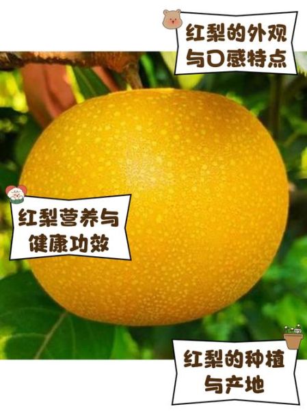 红梨图片价格_红梨图片多少钱一张-第2张图片-山城妙识