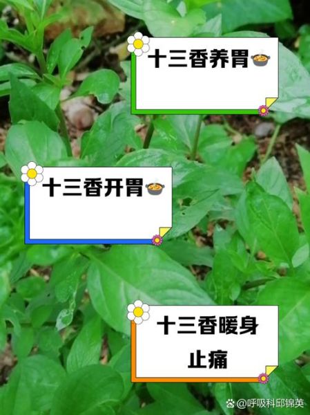 十三香可以代替五香粉吗_区别与用法-第2张图片-山城妙识