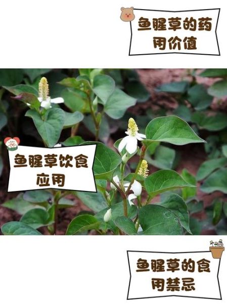 鱼腥草的副作用有哪些_鱼腥草长期吃会伤肾吗-第2张图片-山城妙识