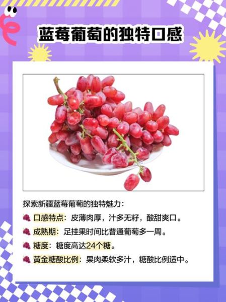 蓝莓葡萄的功效与作用_蓝莓葡萄怎么吃最营养-第3张图片-山城妙识