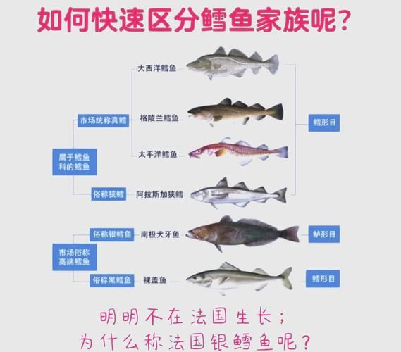雪鱼和鳕鱼区别_哪个更好吃-第1张图片-山城妙识