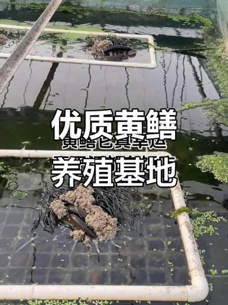 四川黄鳝养殖基地在哪里_黄鳝养殖技术要点-第1张图片-山城妙识
