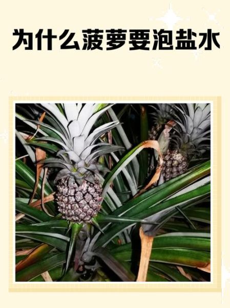 菠萝用盐水泡多久可以吃_盐水泡菠萝的正确时间-第2张图片-山城妙识