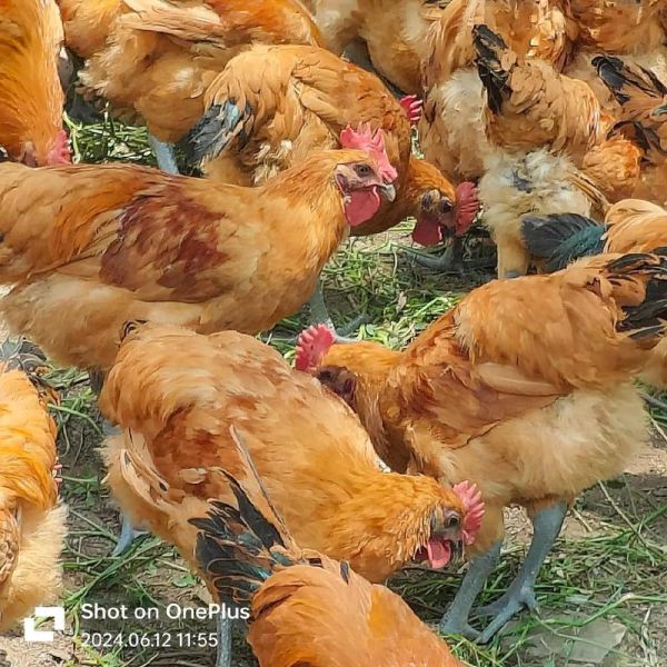 野山鸡养殖技术大全_野山鸡怎么养-第2张图片-山城妙识 野山鸡养殖技术大全_野山鸡怎么养-第2张图片-山城妙识